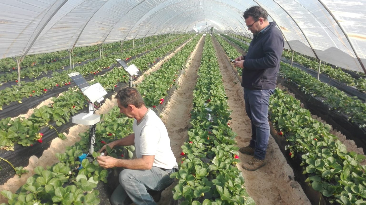 Infocultivo gestiona el riego eficiente en unas 4.000 hectáreas de ...