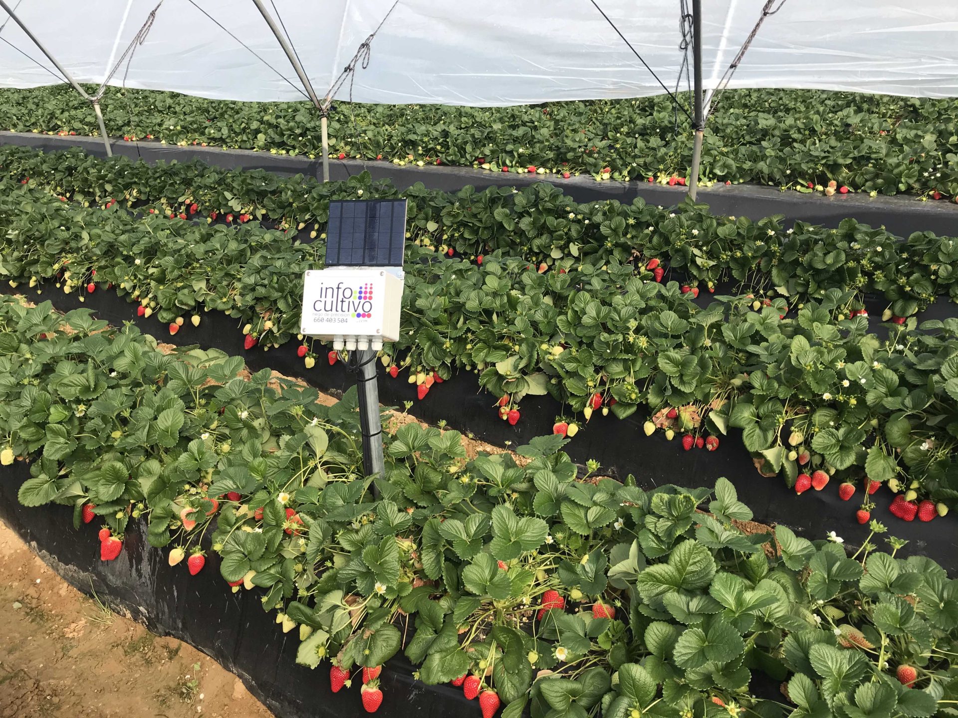 Infocultivo gestiona el riego eficiente en unas 4.000 hectáreas de ...